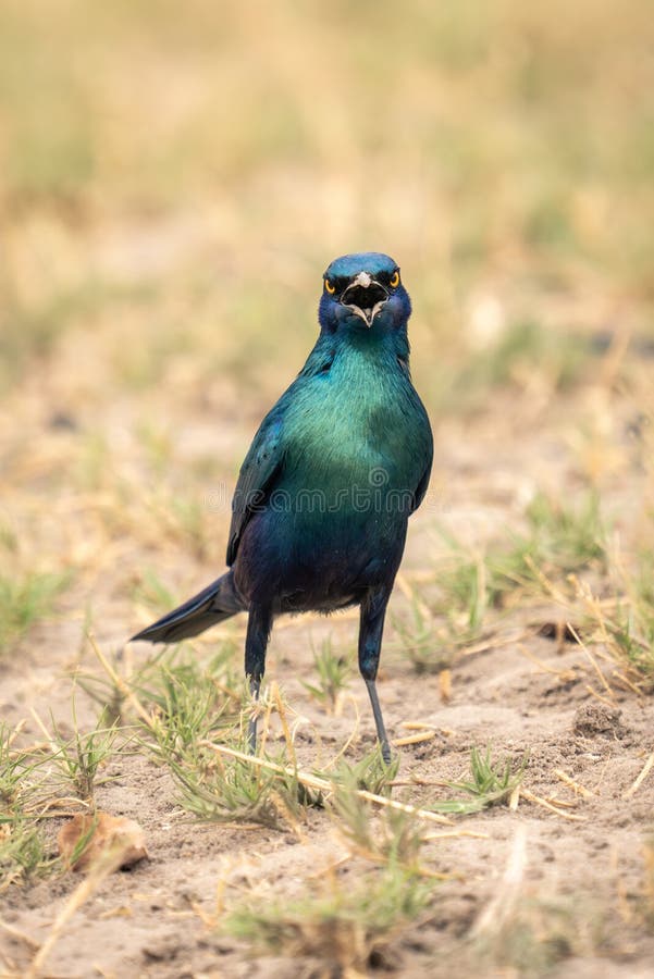 Greater Blue-eared Starling Stands Squawking at Camera Stock Image ...