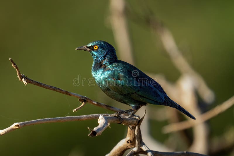 Greater Blue-eared Starling on Tree in Profile Stock Image - Image of ...