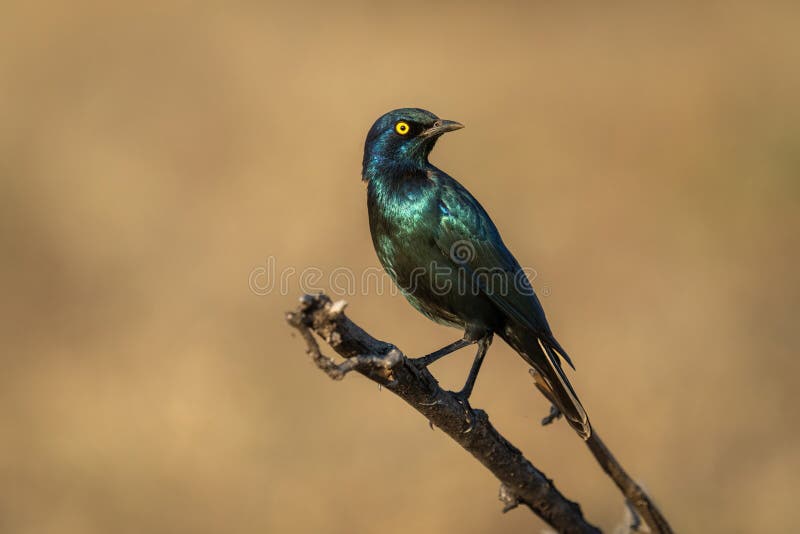 Greater Blue-eared Starling Turning Round on Branch Stock Image - Image ...