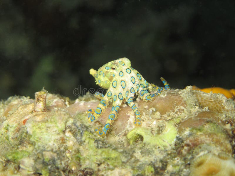 Greater Blue-ringed Octopus Stock Photo - Image of octopus, scuba: 14935210