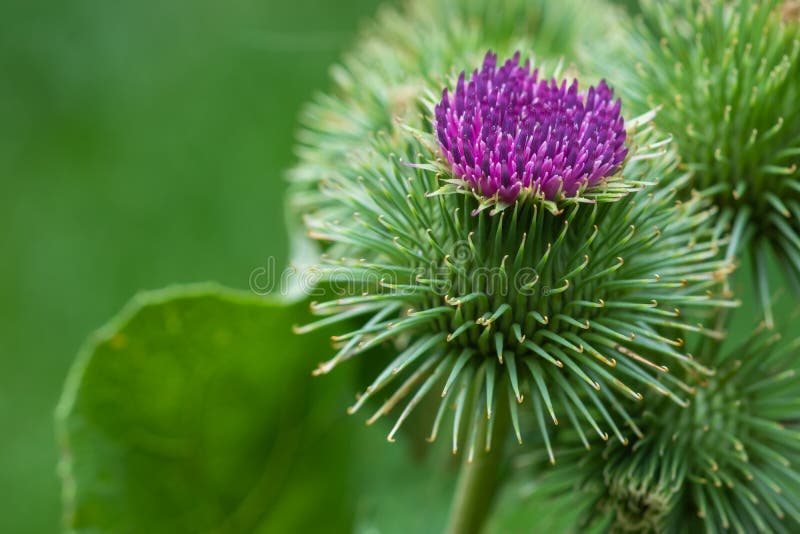 Greater Burdock or Edible Burdock Flowers, Arctium Lappa Stock Photo ...