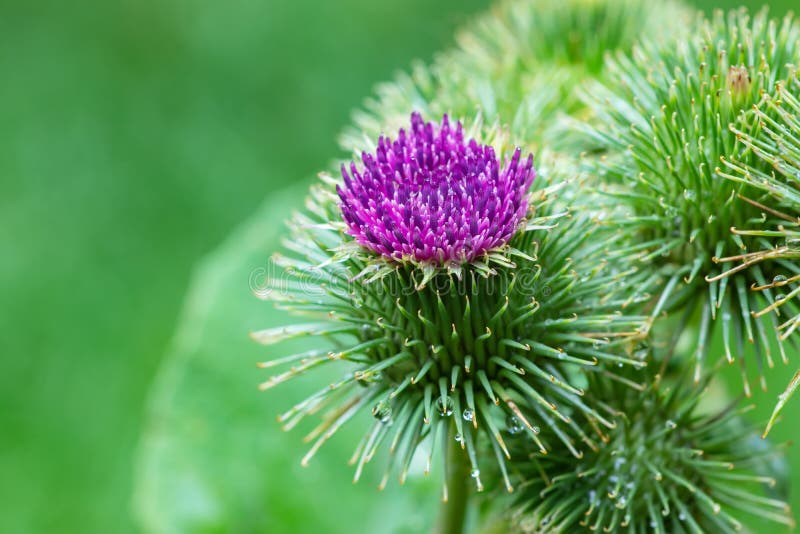 Greater Burdock or Edible Burdock Flowers, Arctium Lappa Stock Image ...