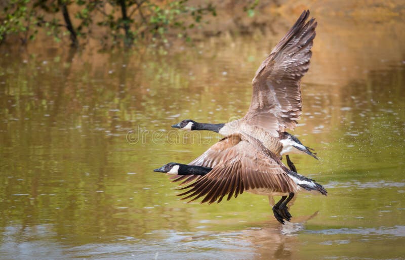 Greater Canada Geese in Flight Stock Photo - Image of wild, birds: 95517092