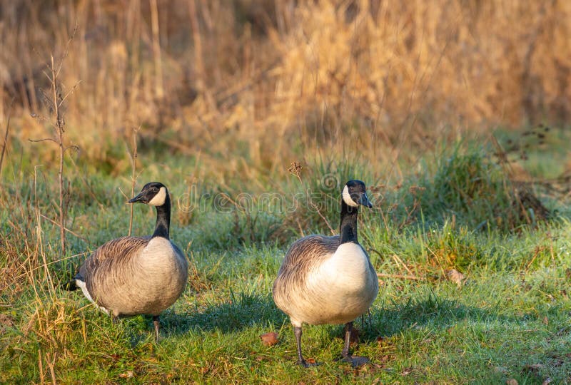 Greater canada goose stock image. Image of flapping - 140992695