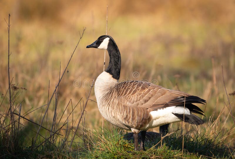Greater canada goose stock photo. Image of canada, black - 140992450