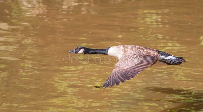 Greater Canada Goose in Flight Over River. Stock Image - Image of ...