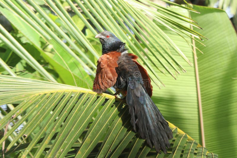 Greater Coucal Also Called an Chempoth Stock Image - Image of beak ...