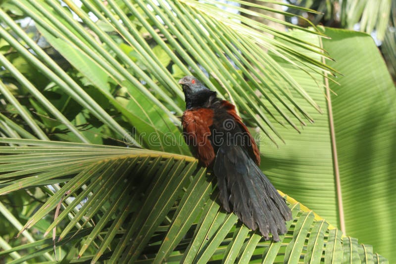 Greater Coucal Also Called an Chempoth Stock Photo - Image of leaf ...