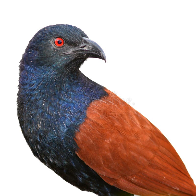 Greater Coucal stock photo. Image of closeup, large, head - 37254234
