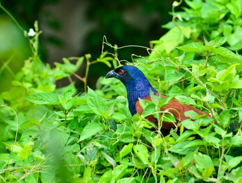 Pheasant Coucal stock image. Image of kakadu, wildlife - 17702379