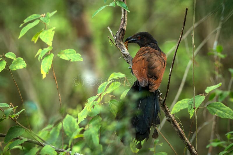The Greater Coucal or Crow Pheasant or Centropus Sinensis Perching on ...