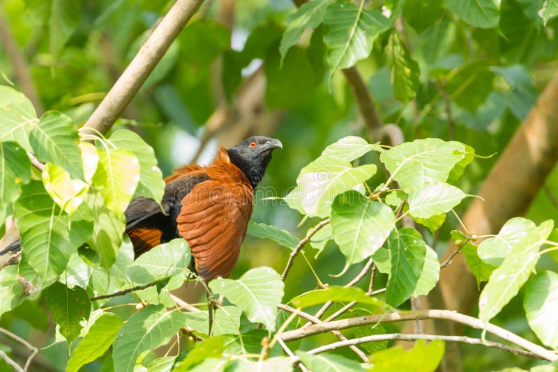 Greater Coucal or Crow Pheasant Stock Photo - Image of animal, bill ...