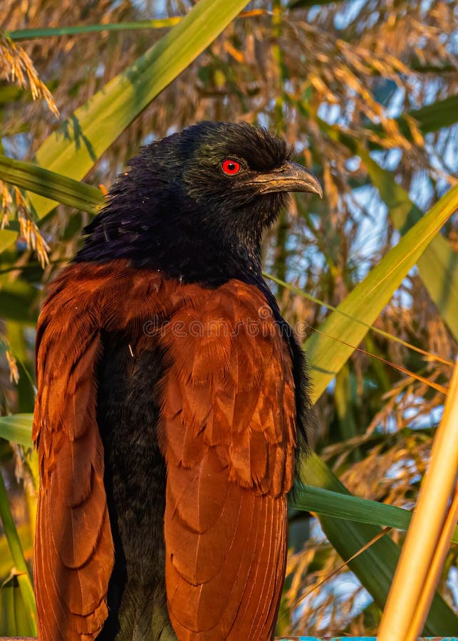 446 Greater Coucal Bird Stock Photos - Free & Royalty-Free Stock Photos ...