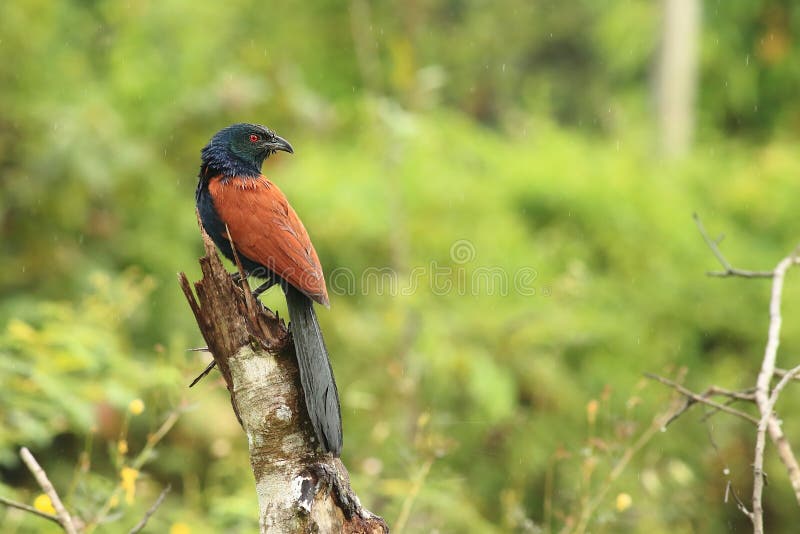 Greater Coucal Watching from the Branch Stock Image - Image of ...