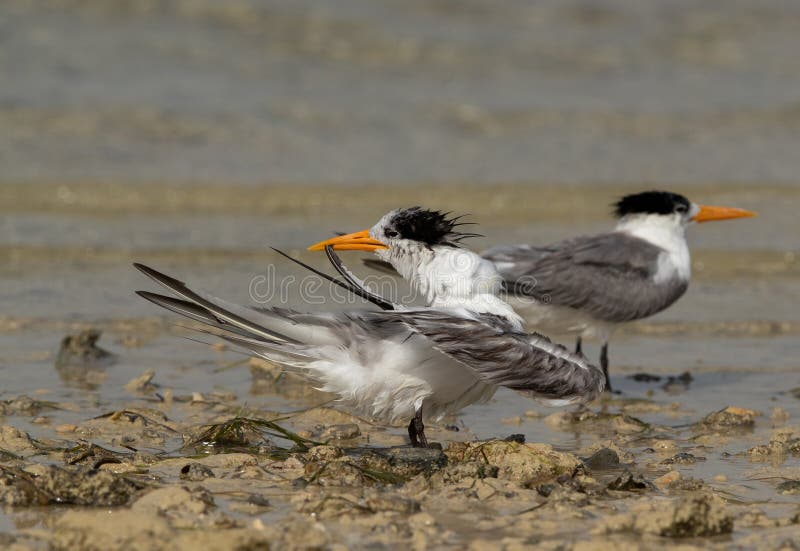 Greater Crested Tern Preening at Busaiteen Coast, Bahrain Stock Photo ...