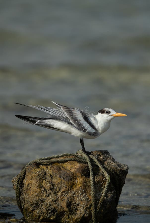 Greater Crested Tern on a Rock at Busaiteen Coast, Bahrain Stock Photo ...