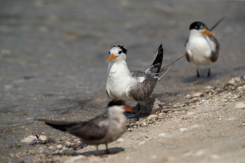 Greater Crested Terns and a White-cheeked Tern at Busaiteen Coast ...