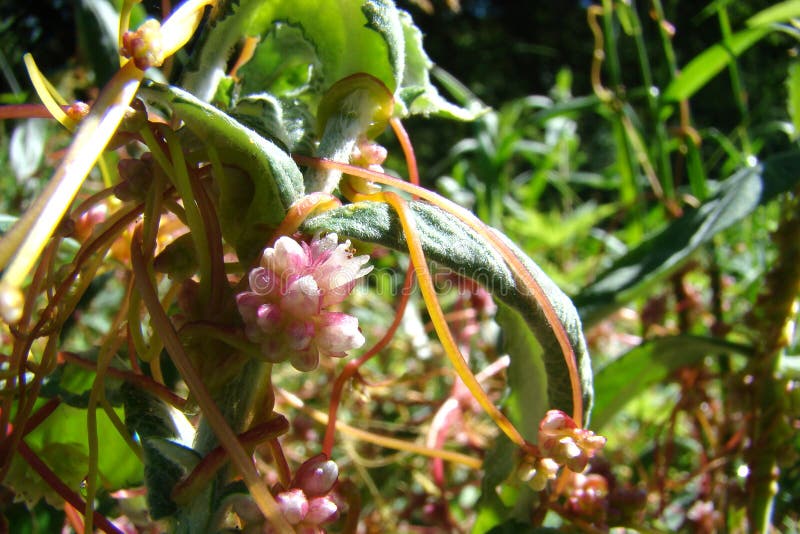Greater dodder stock image. Image of dicotyledons, meadow - 45003769