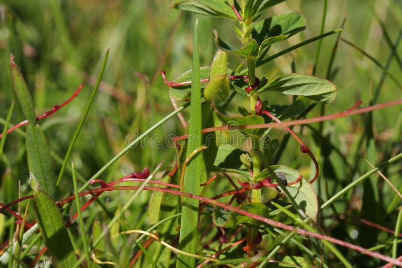 Greater dodder stock image. Image of vegetal, perforate - 84652935