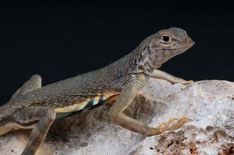Greater earless lizard stock photo. Image of cophosaurus - 15215656