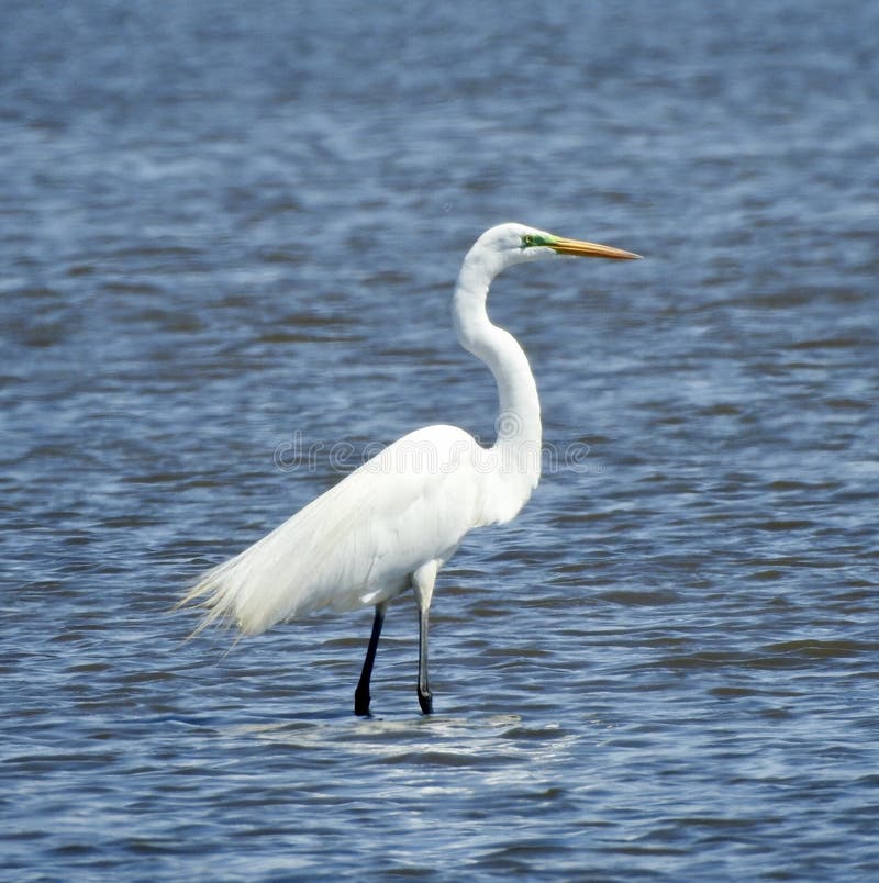 Greater Egret stock image. Image of wading, greater, bird - 93825983