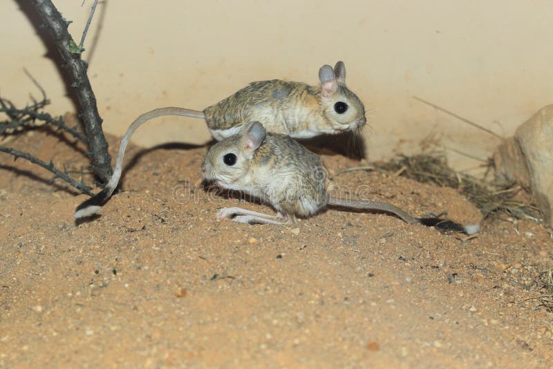 Greater egyptian jerboa stock photo. Image of couple - 236164558