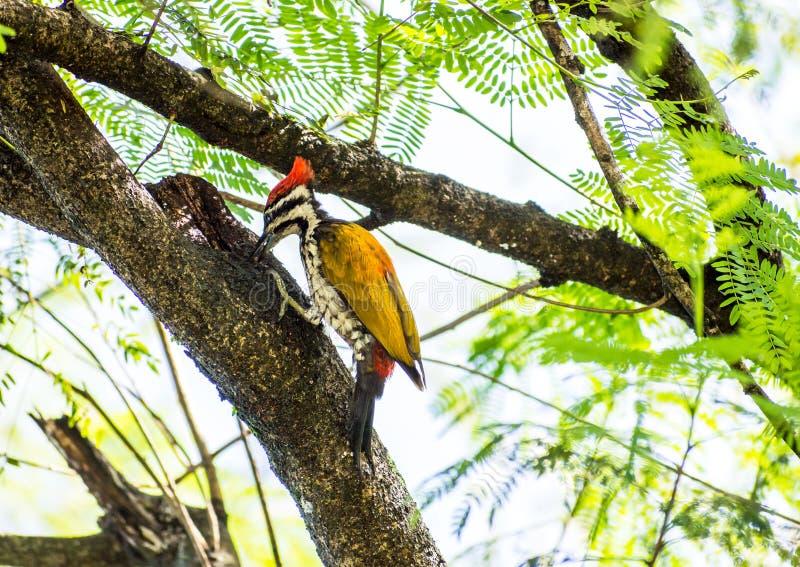 Greater Flameback Woodpecker Drill on Tree Stock Photo - Image of ...