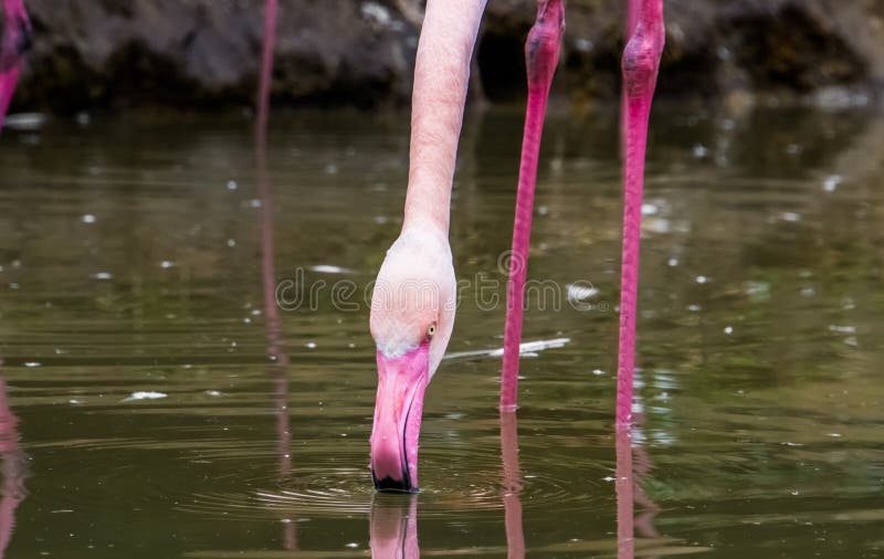 Greater Flamingo Drinking Water, Flamingo Head with Its Bill in the ...