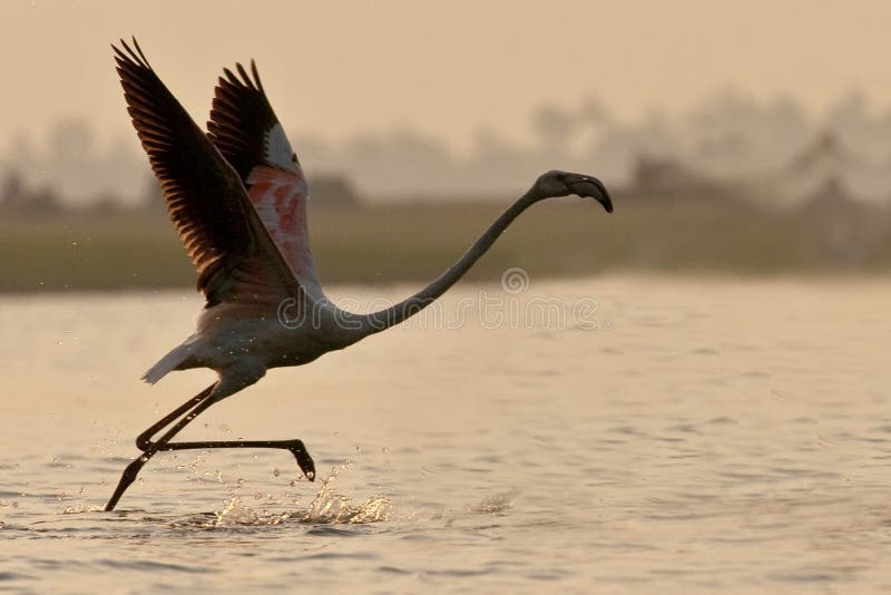 Greater flamingo stock photo. Image of sanctuary, bill - 93458406