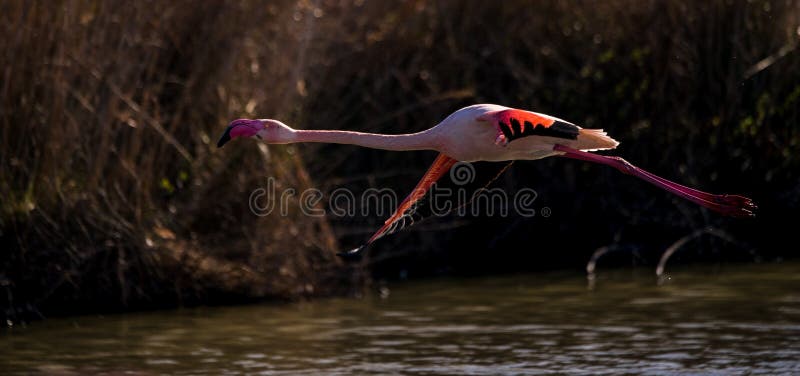 A Greater Flamingo in Flight Stock Image - Image of bird, neck: 116453087