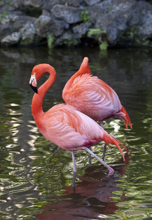 Greater Flamingo (Phoenicoperus Ruber) Stock Photo - Image of claws ...