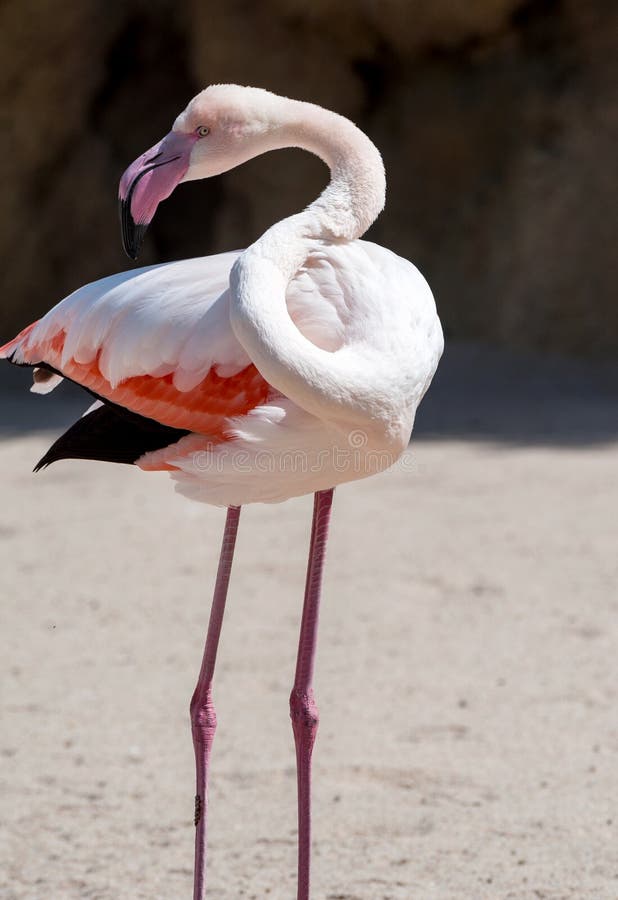 Flamingo standing stock image. Image of white, flamingo - 30034459