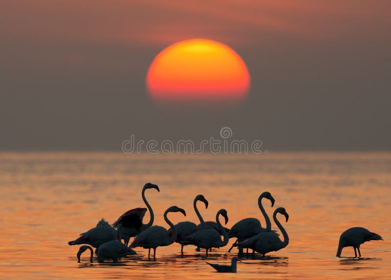 Greater Flamingos and Beautiful Morning Sun Stock Image - Image of ...