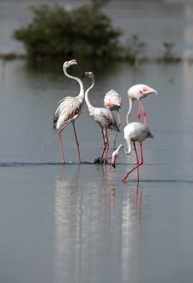 Greater Flamingos fighting stock image. Image of bird - 73999511