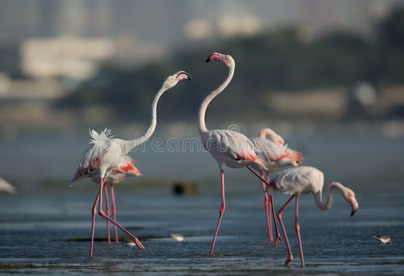 Flamingos fighting stock photo. Image of flamingos, nature - 41089342