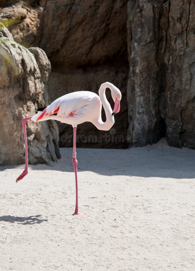 Flamingo Standing on One Leg Stock Photo - Image of funny, flamingo ...