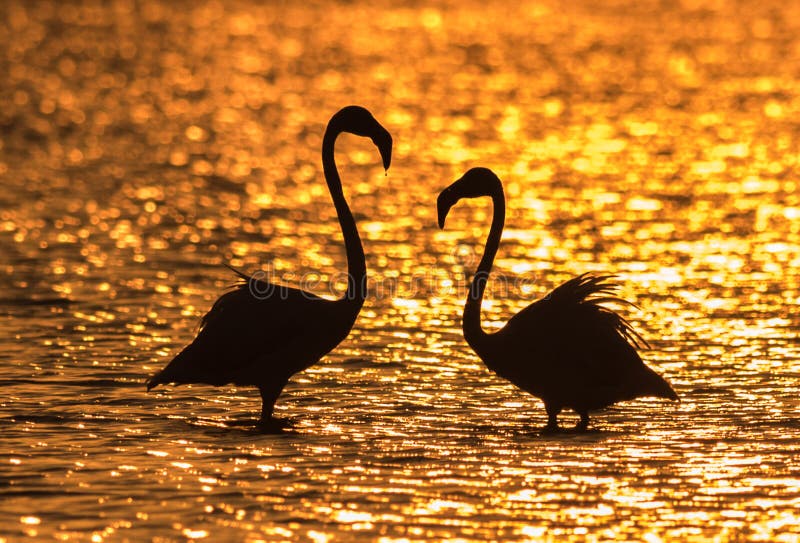 Flamingos at sunrise stock image. Image of light, bouchesdurhone - 32270137