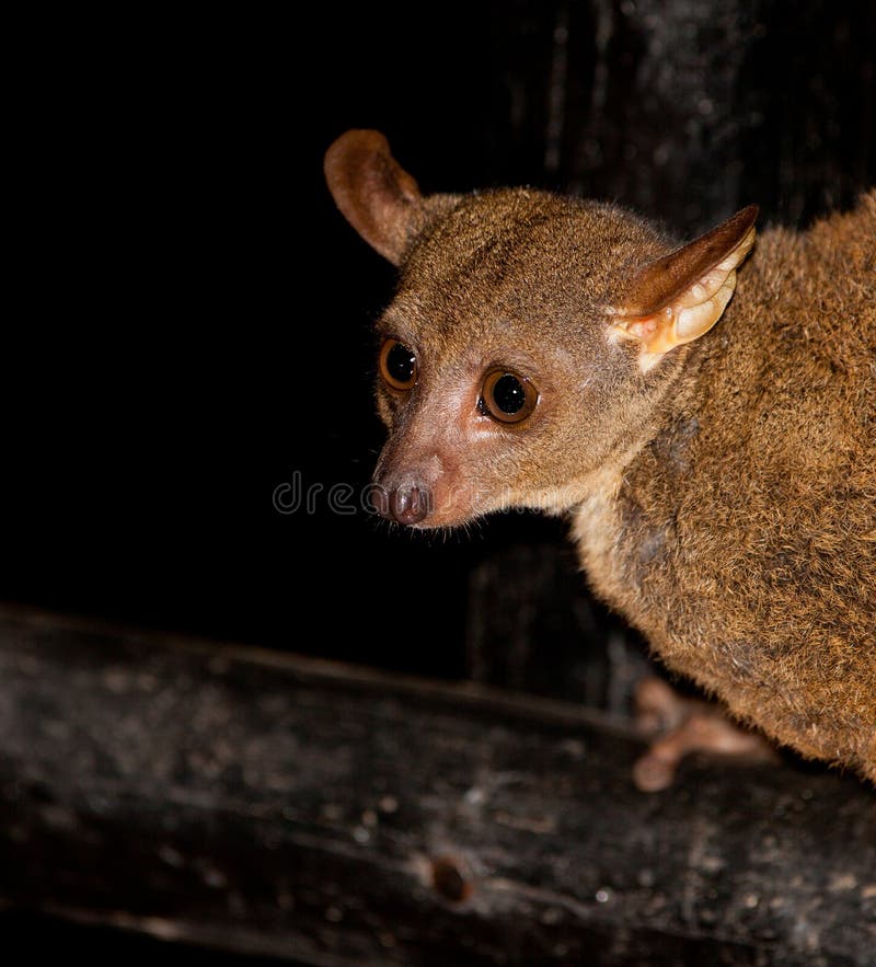 1+ Galago Free Stock Photos - StockFreeImages
