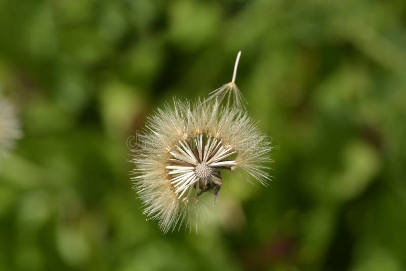 Greater hawkbit stock image. Image of garden, hawkbit - 255660875