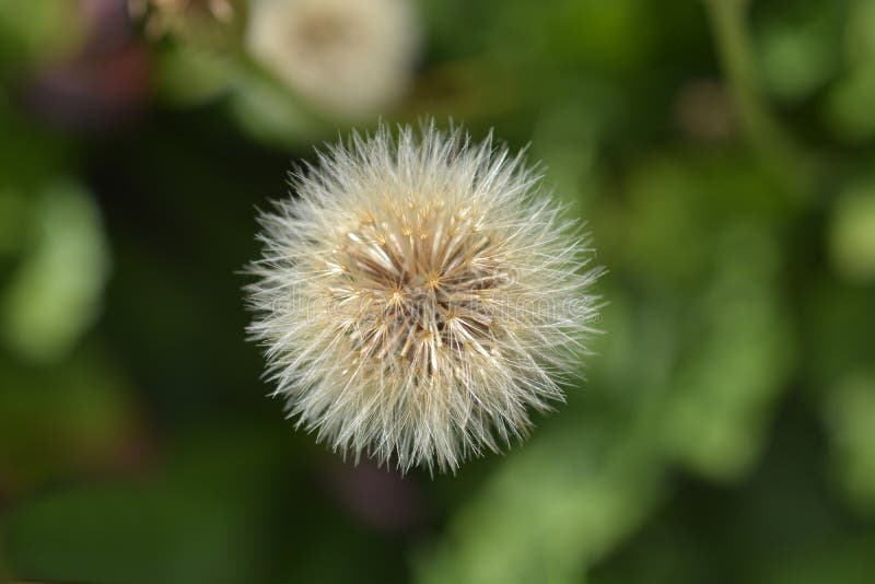 Greater hawkbit stock image. Image of hispidus, head - 249667815
