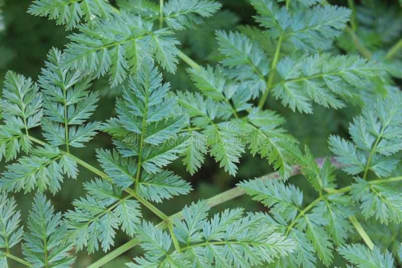 Greater Hemlock - Herbaceous Plant of the Apiacee Family Stock Image ...