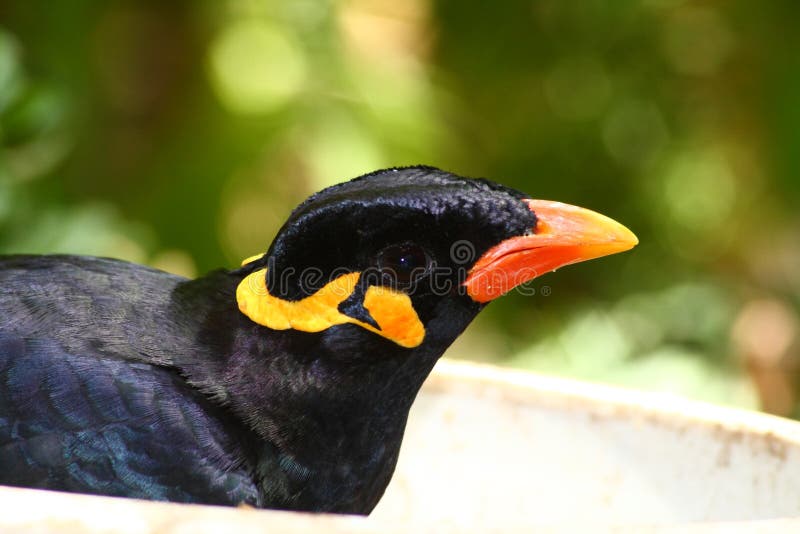 Greater Hill Mynah, Gracula Religiosa Stock Photo - Image of south ...