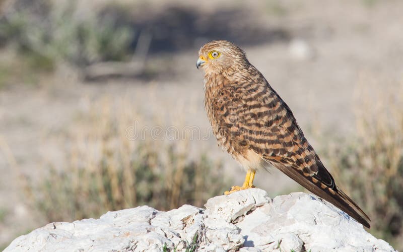 Greater Kestrel (Falco Rupicoloides) Stock Photo - Image of outdoor ...