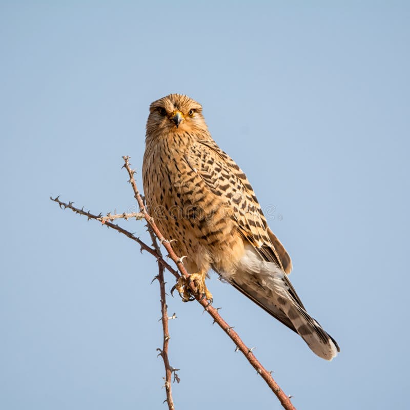 Greater Kestrel stock image. Image of claws, close, perched - 108219989