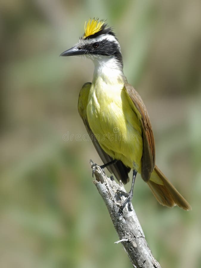 Greater Kiskadee Flycatcher Displaying Stock Photo - Image of crown ...