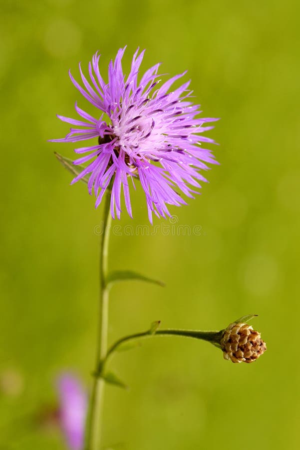 Greater Knapweed Bouquet on the White Painted Board Stock Photo - Image ...