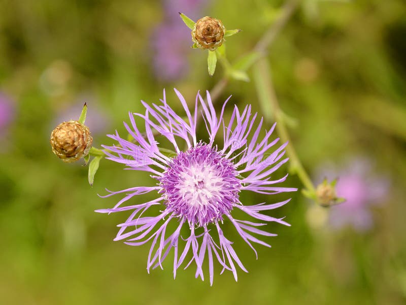 Greater Knapweed Bouquet on the White Painted Board Stock Photo - Image ...