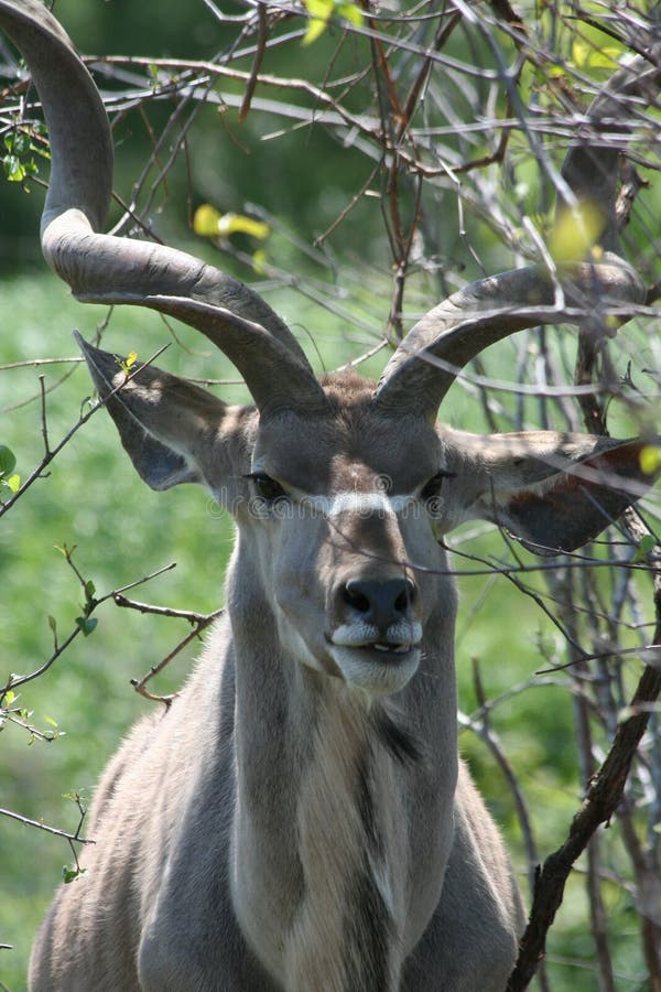 Koudou stock photo. Image of rock, tragelaphus, wild - 10734530