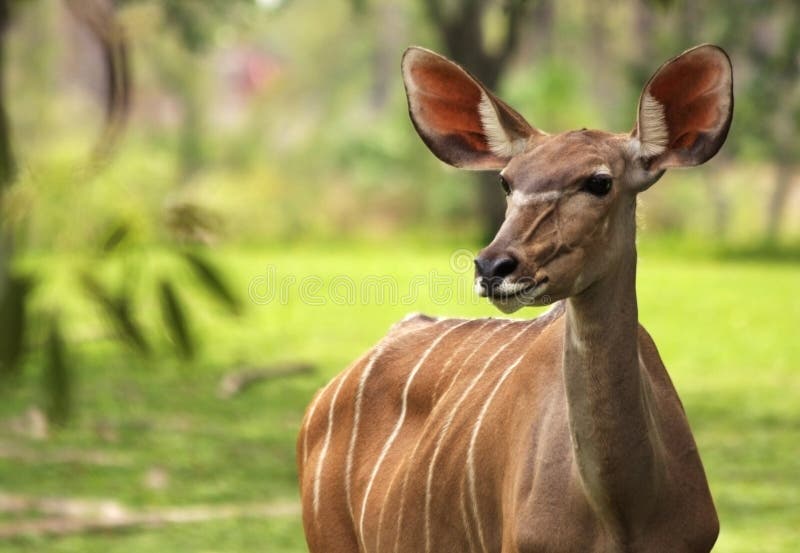 Greater Kudu stock photo. Image of portrait, africa, kudu - 10134612