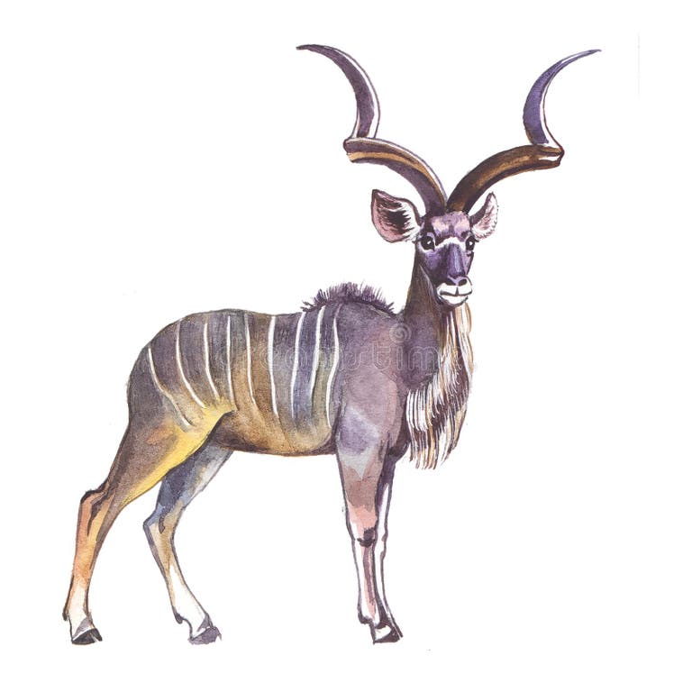 Kudu Stock Illustrations – 1,633 Kudu Stock Illustrations, Vectors ...